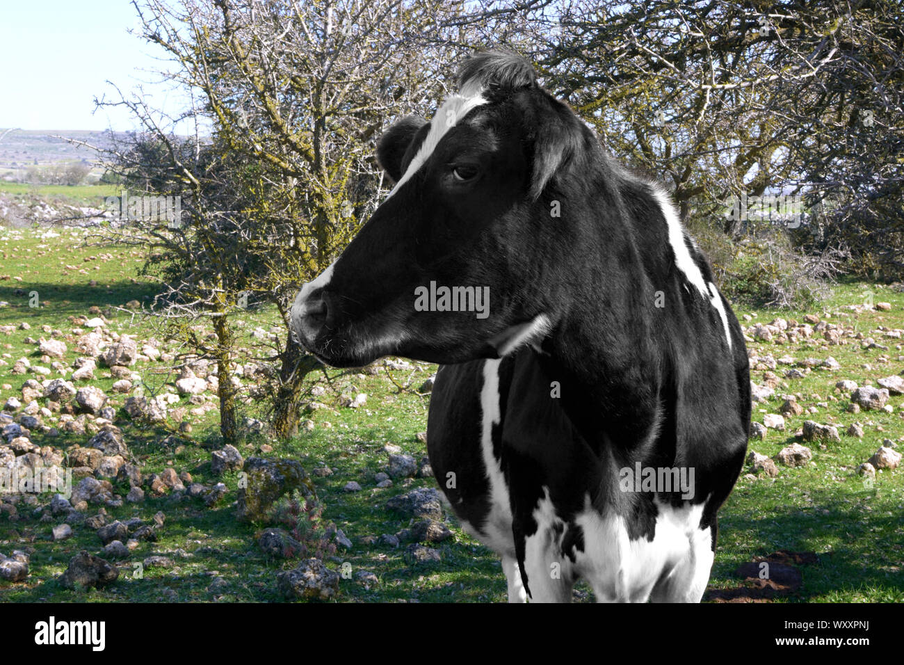 Dairy cattle photos hi-res stock photography and images - Alamy