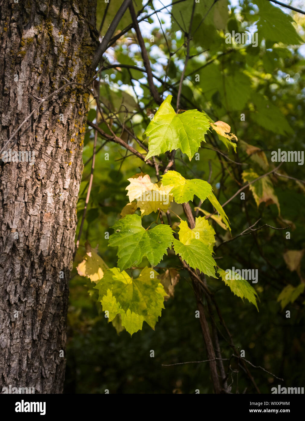 Detail of fall foliage in Spruce Woods Provincial Park on a late summer ...