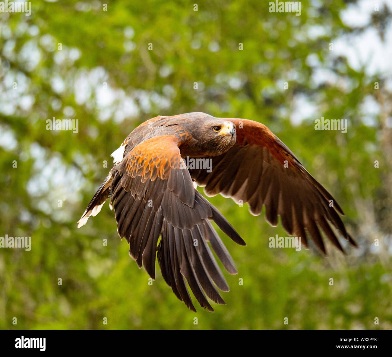 Harris hawk in flight Stock Photo - Alamy