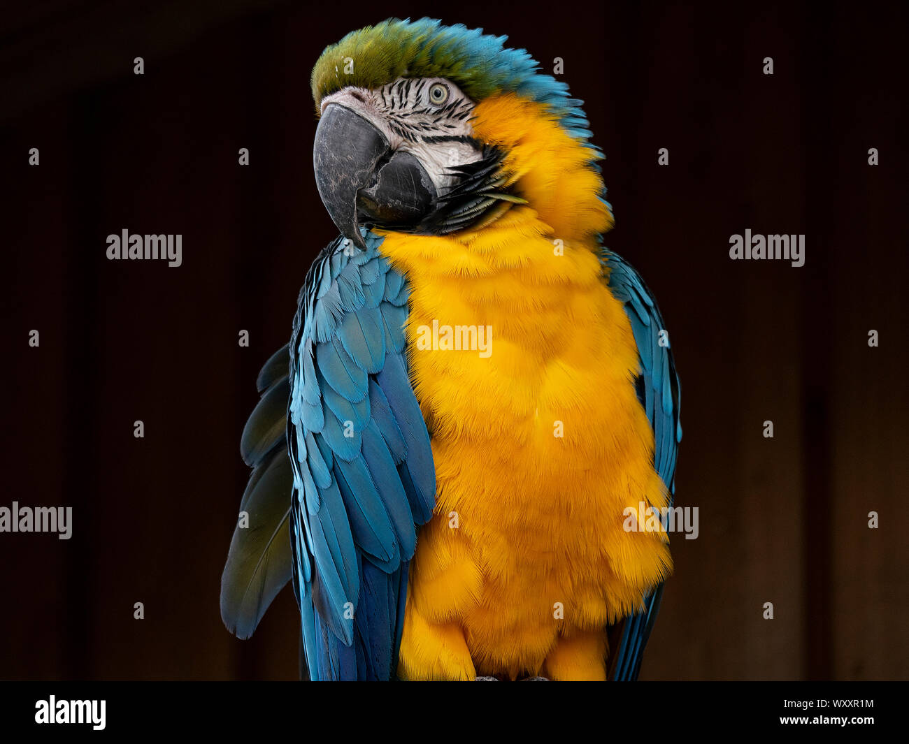 Beautiful macaw posing bird hi-res stock photography and images - Alamy