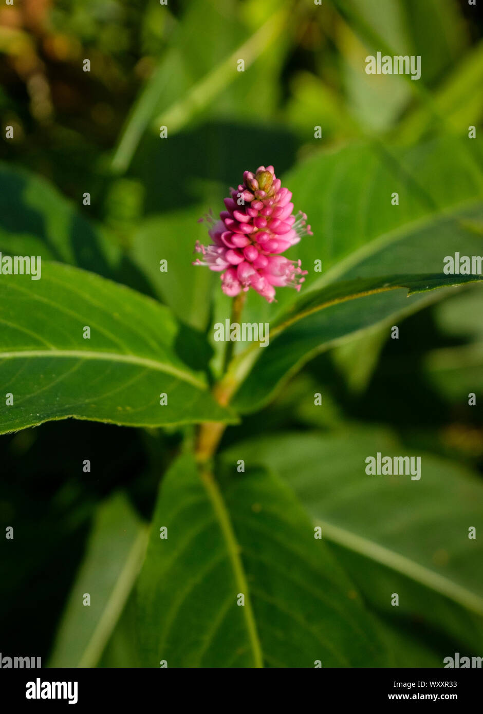 Pink flowers of an invasive Purple Loosestrife (Lythrum salicaria ...