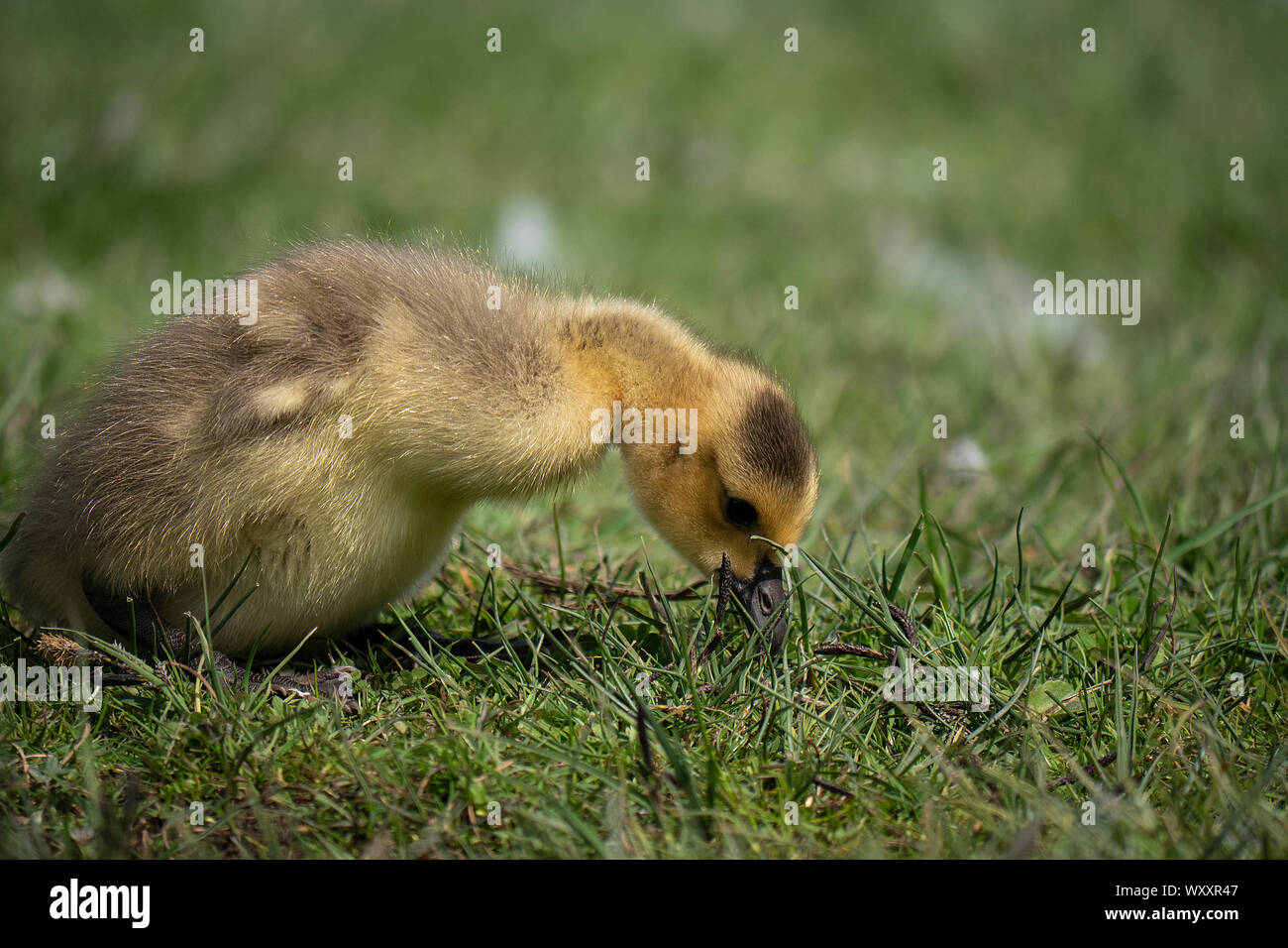 Gosling foraging for food Stock Photo - Alamy