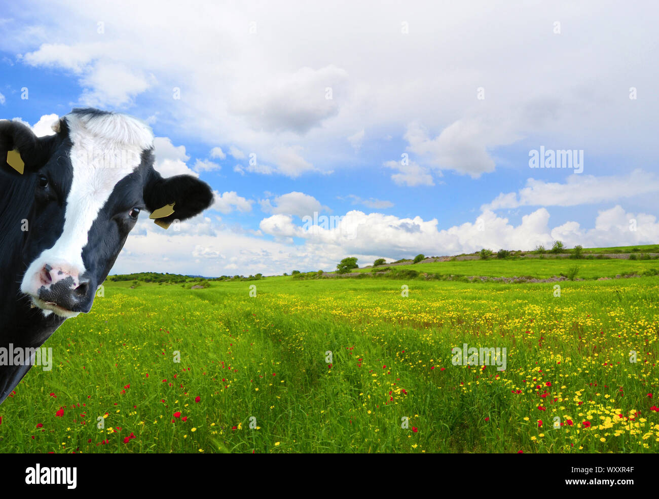 Witty cow, Dairy cow with prairie as background Stock Photo - Alamy