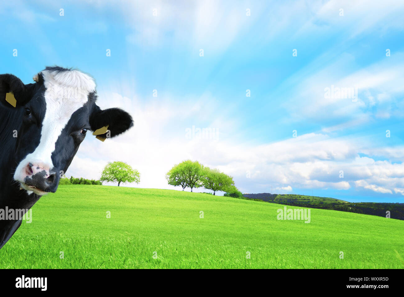 Witty cow, Dairy cow with prairie as background Stock Photo - Alamy
