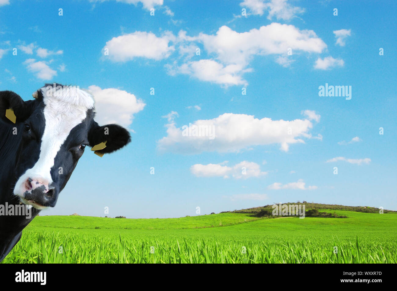 Witty cow, Dairy cow with prairie as background Stock Photo - Alamy