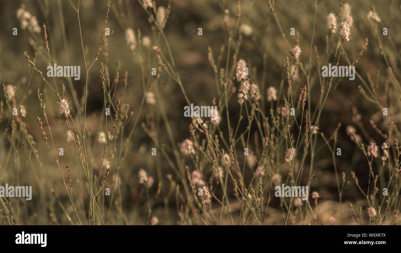 Tiny desert flowers on a grassland in the wold Stock Photo - Alamy