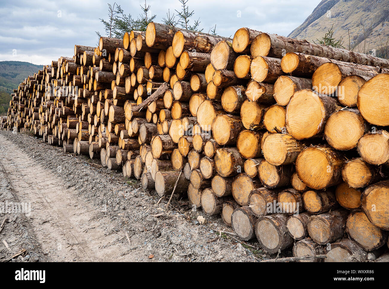 Cedar cedar logs stacked hi-res stock photography and images - Alamy