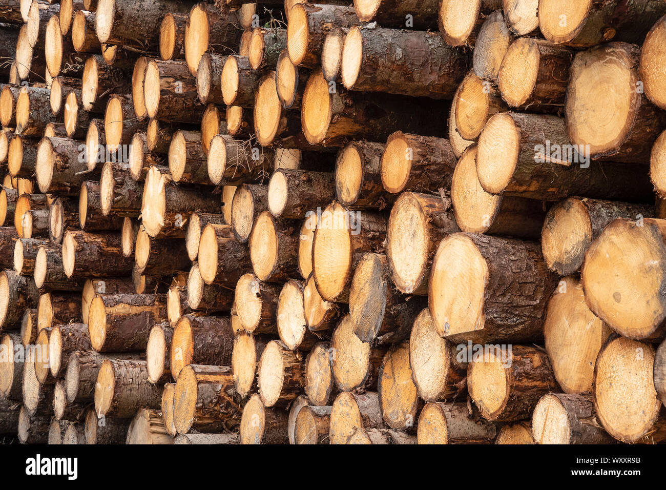 Cedar cedar logs stacked hi-res stock photography and images - Alamy