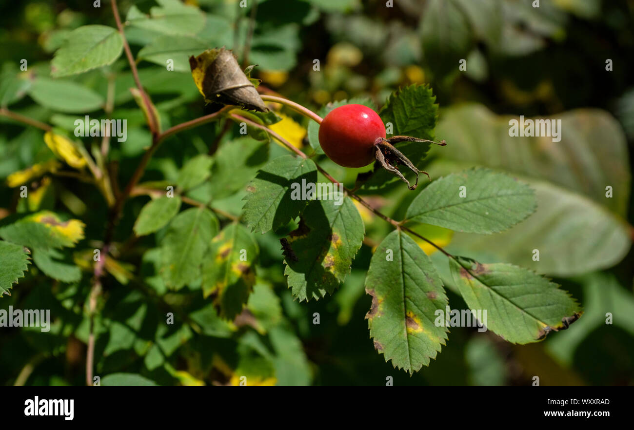 Detail of a rosehip on a wild rose plant in the forest of Southern ...