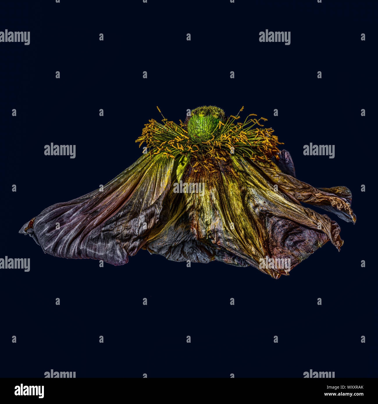 surrealistic fading dark glossy metallic satin/silk poppy blossom macro ...