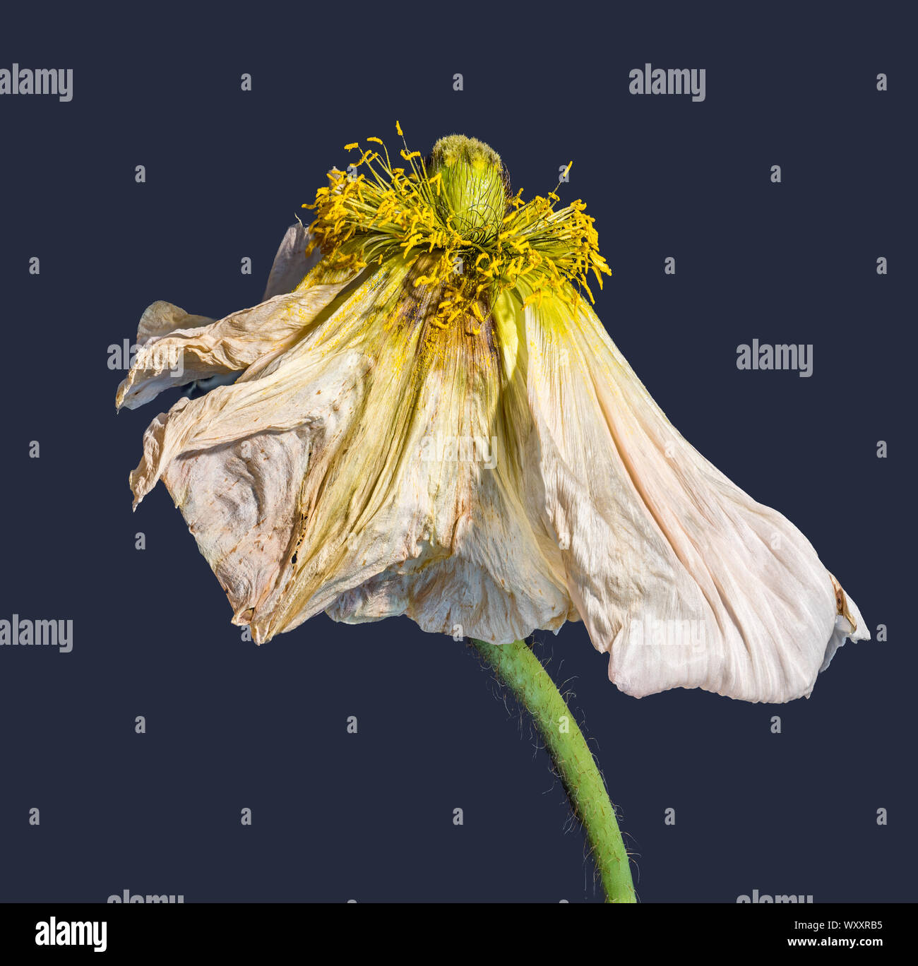 Blossom Of Decay High Resolution Stock Photography and Images - Alamy