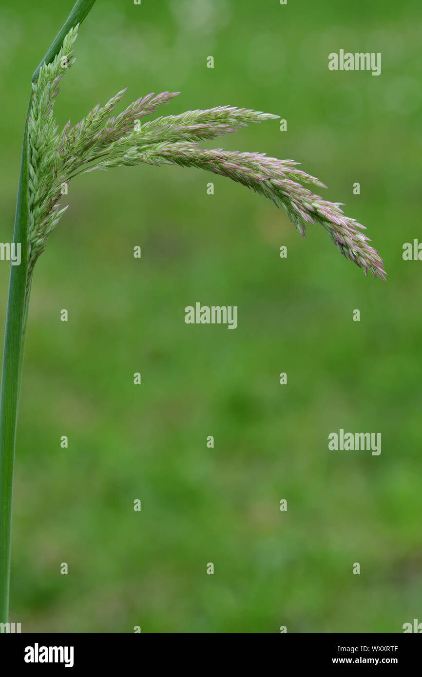 Macro shot of seeds on a Yorkshire fog (holcus lanatus) plant with a ...