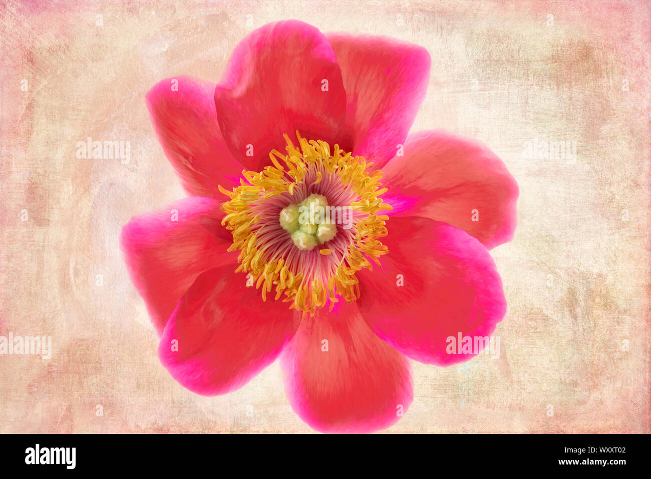 Close up of peony flower Stock Photo - Alamy
