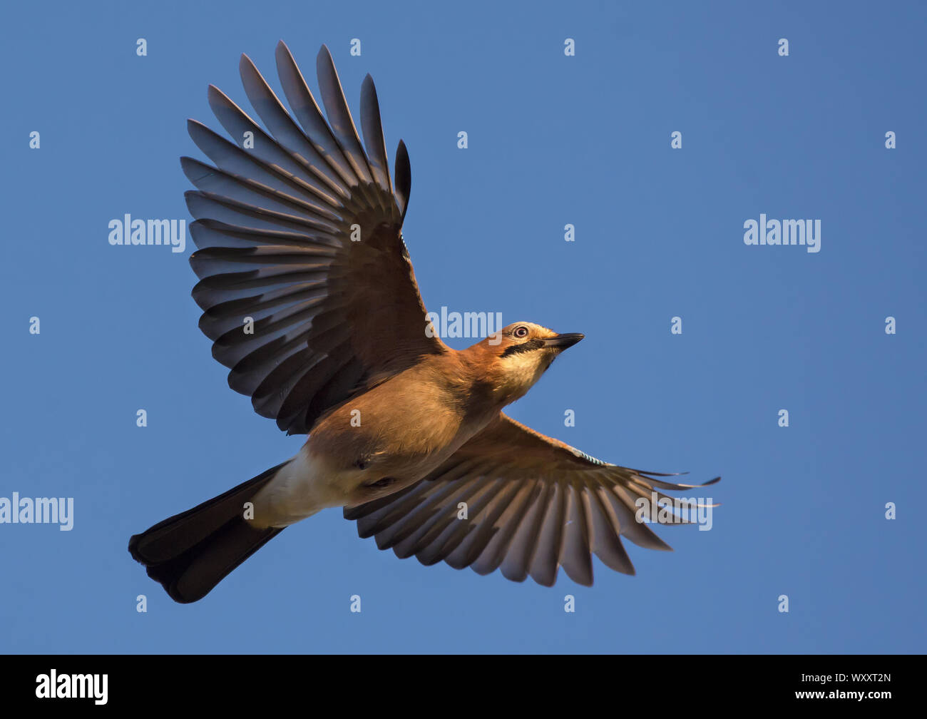 Eurasian jay flying hi-res stock photography and images - Alamy