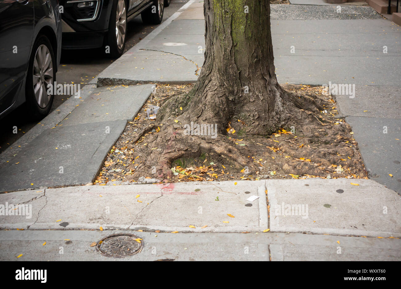 Bear sidewalk hi-res stock photography and images - Alamy