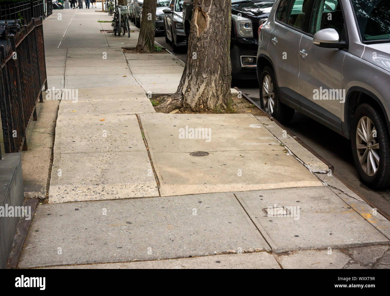 Tree roots sidewalk new york city hi-res stock photography and images ...