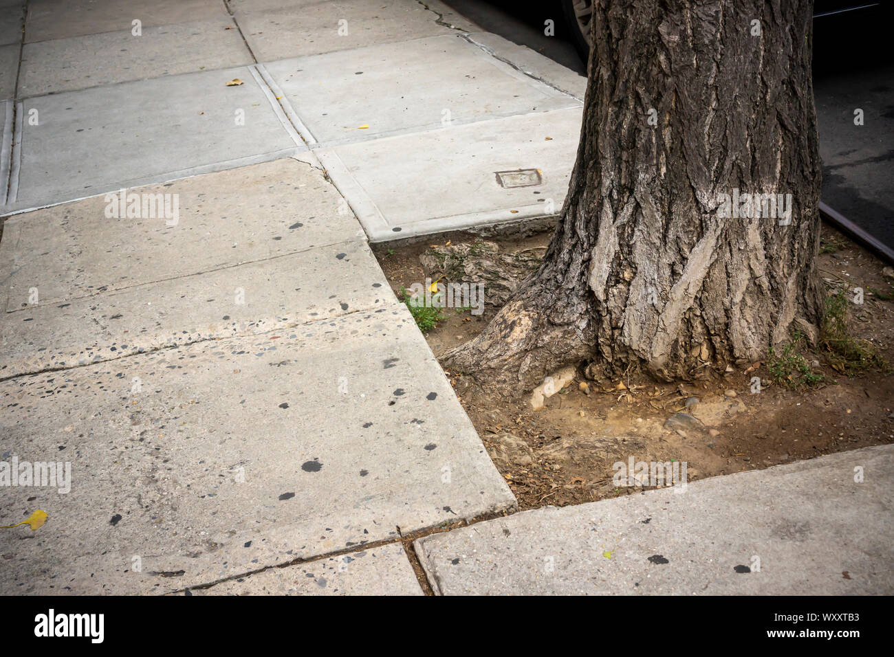 Tree roots sidewalk new york city hi-res stock photography and images ...