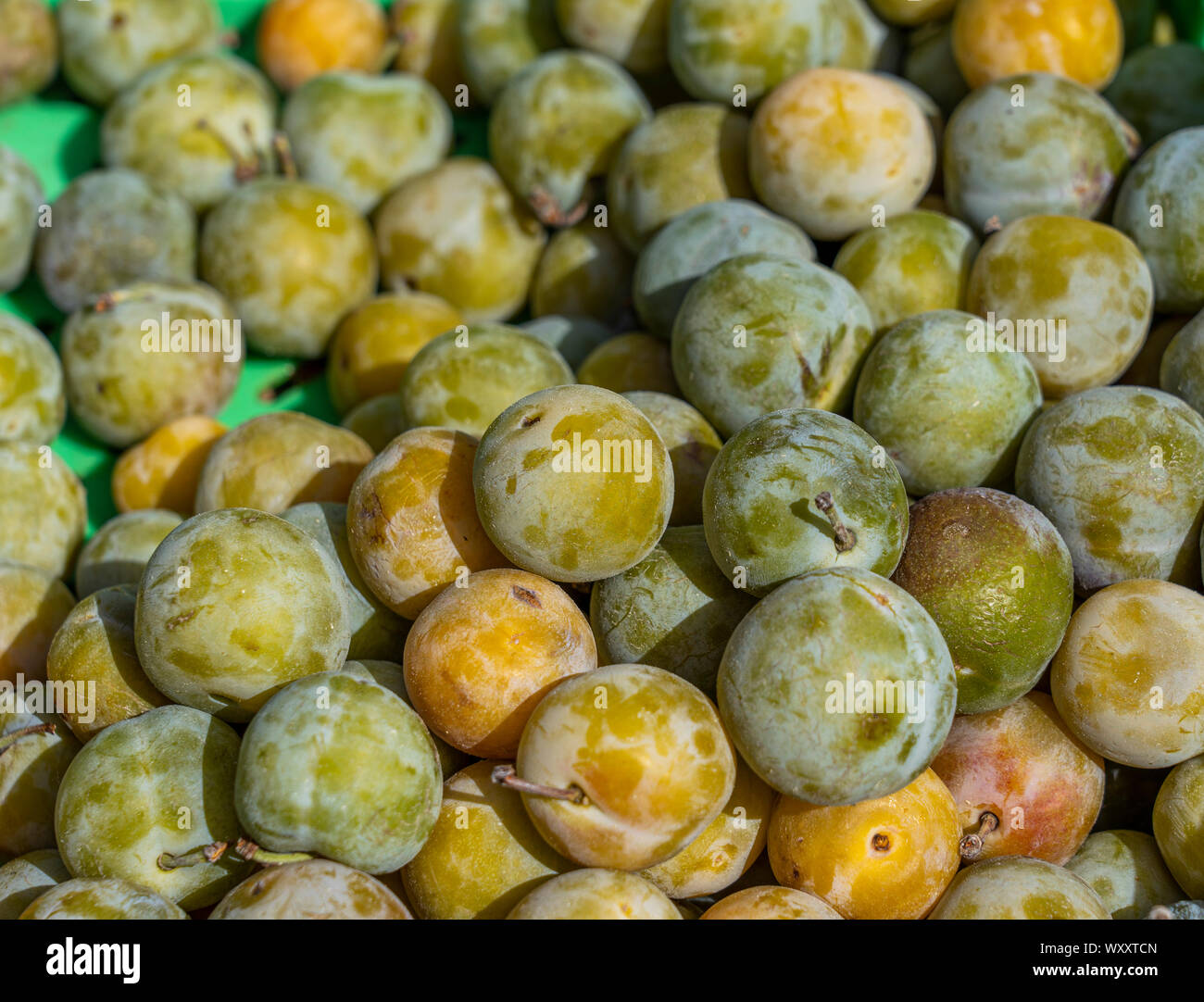 Fresh green plums Stock Photo - Alamy