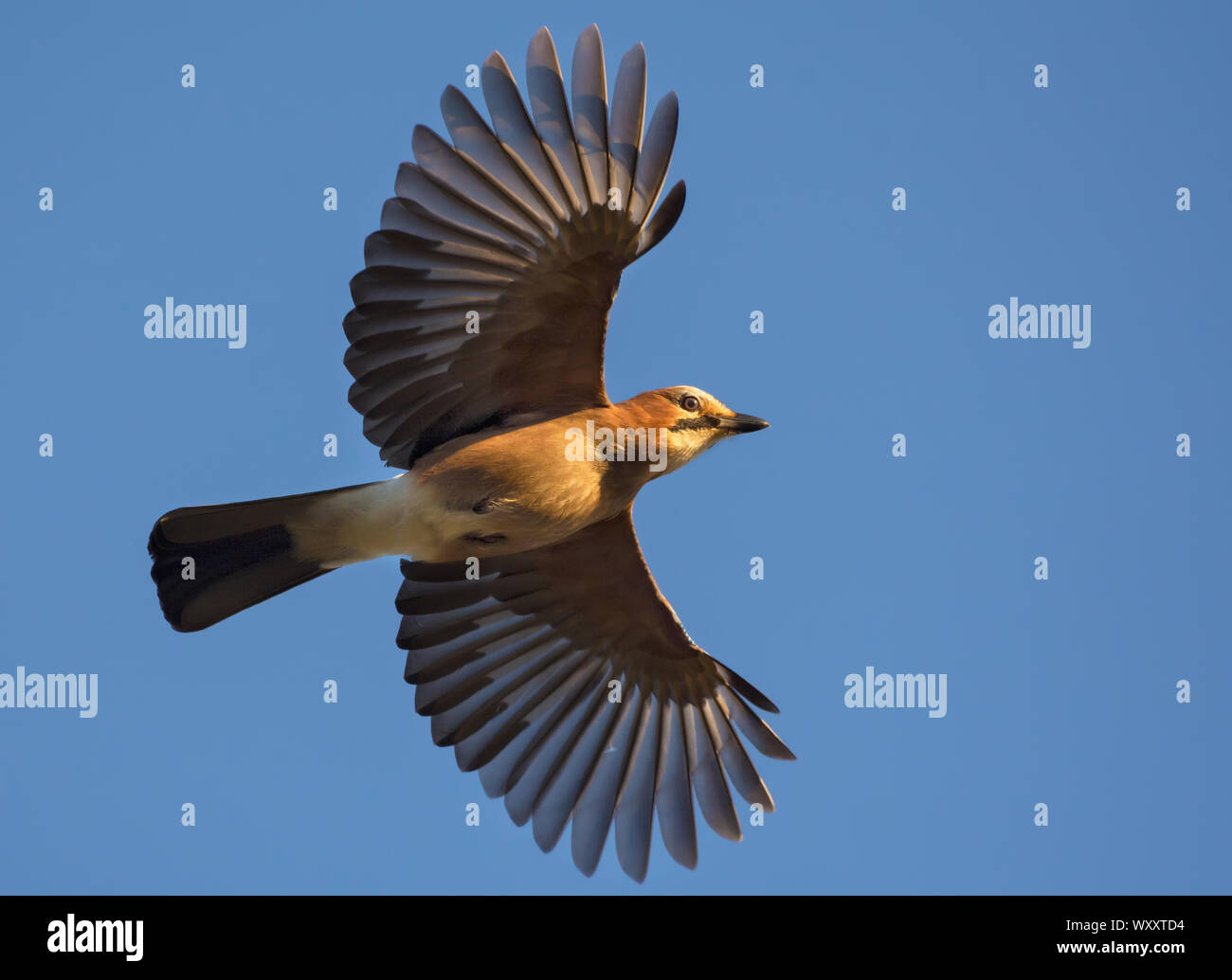 Eurasian Jay Flying High Resolution Stock Photography and Images - Alamy
