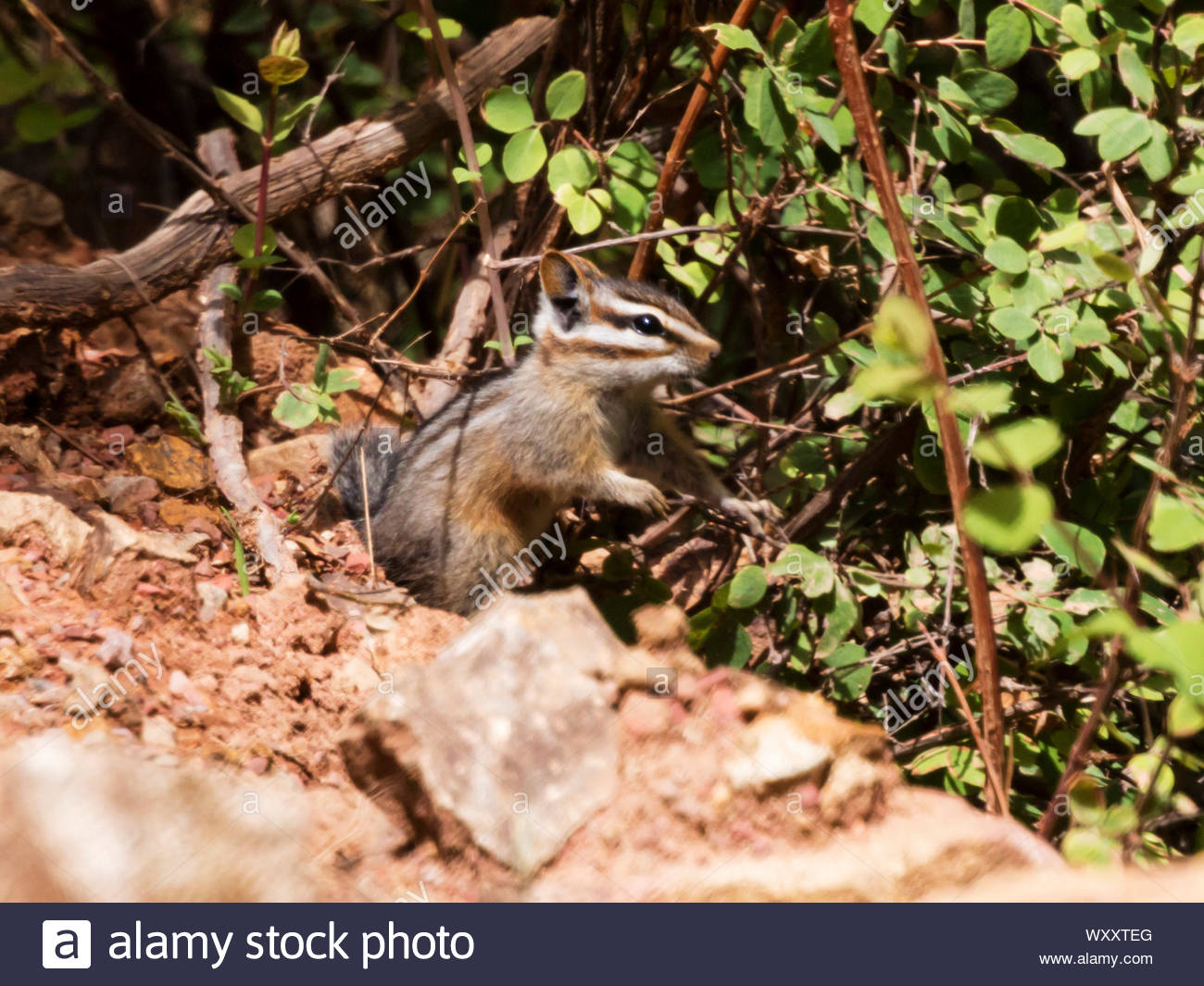 Chipmunks High Resolution Stock Photography and Images - Alamy