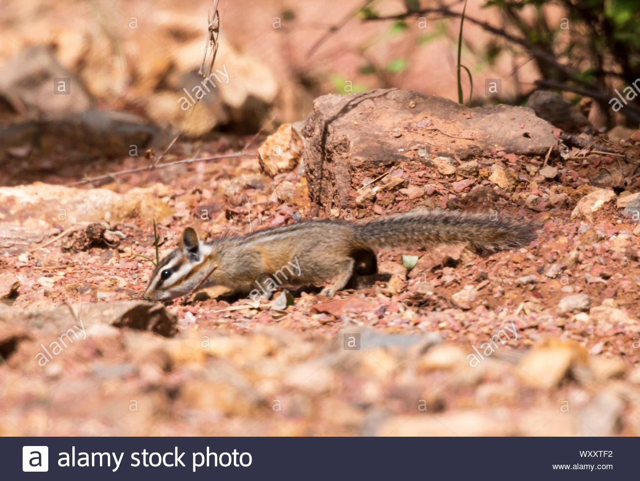 Chipmunks High Resolution Stock Photography and Images - Alamy