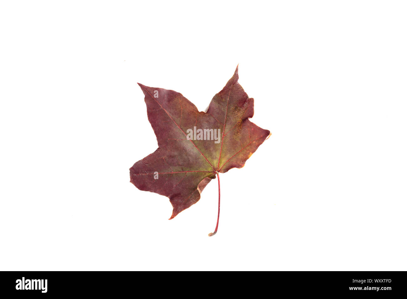 Autumn maple leaf over a white background.. Top view. Copy space Stock ...