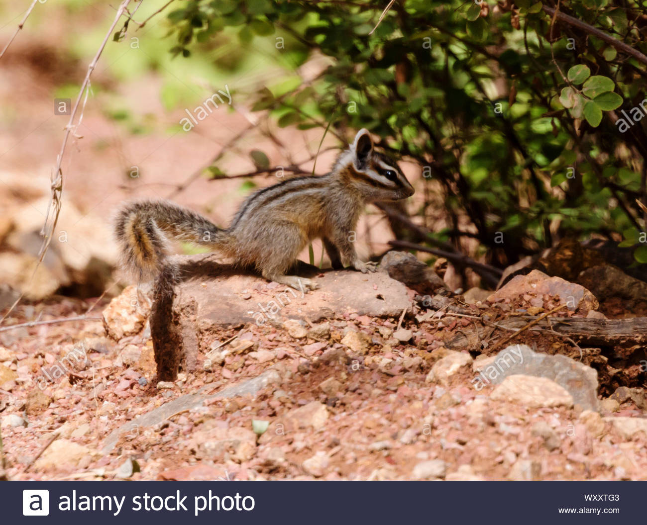 Chipmunks High Resolution Stock Photography and Images - Alamy
