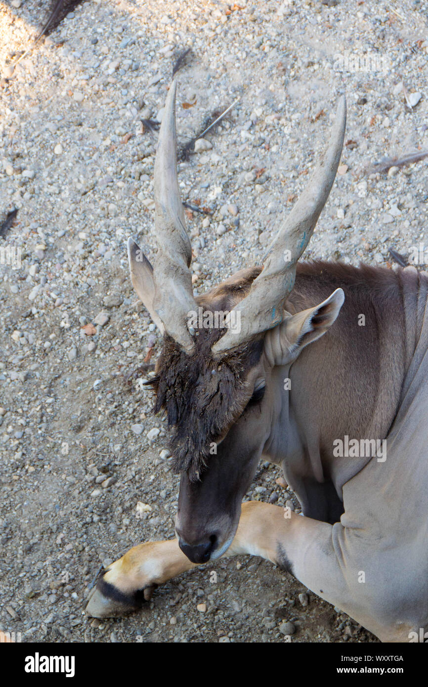 Closeup of common eland, also known as the southern eland or eland ...
