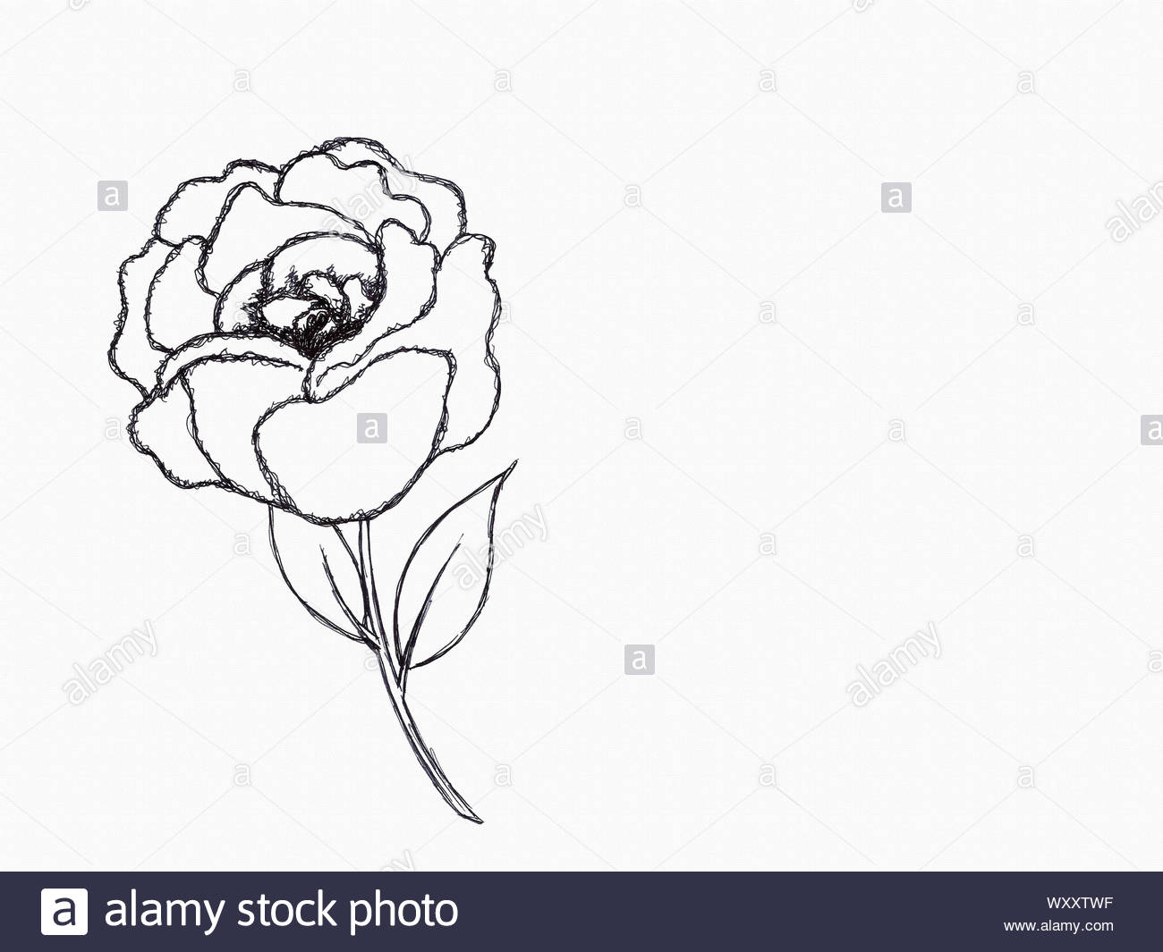 Rose Illustration Black Pen A High Resolution Stock Photography and ...