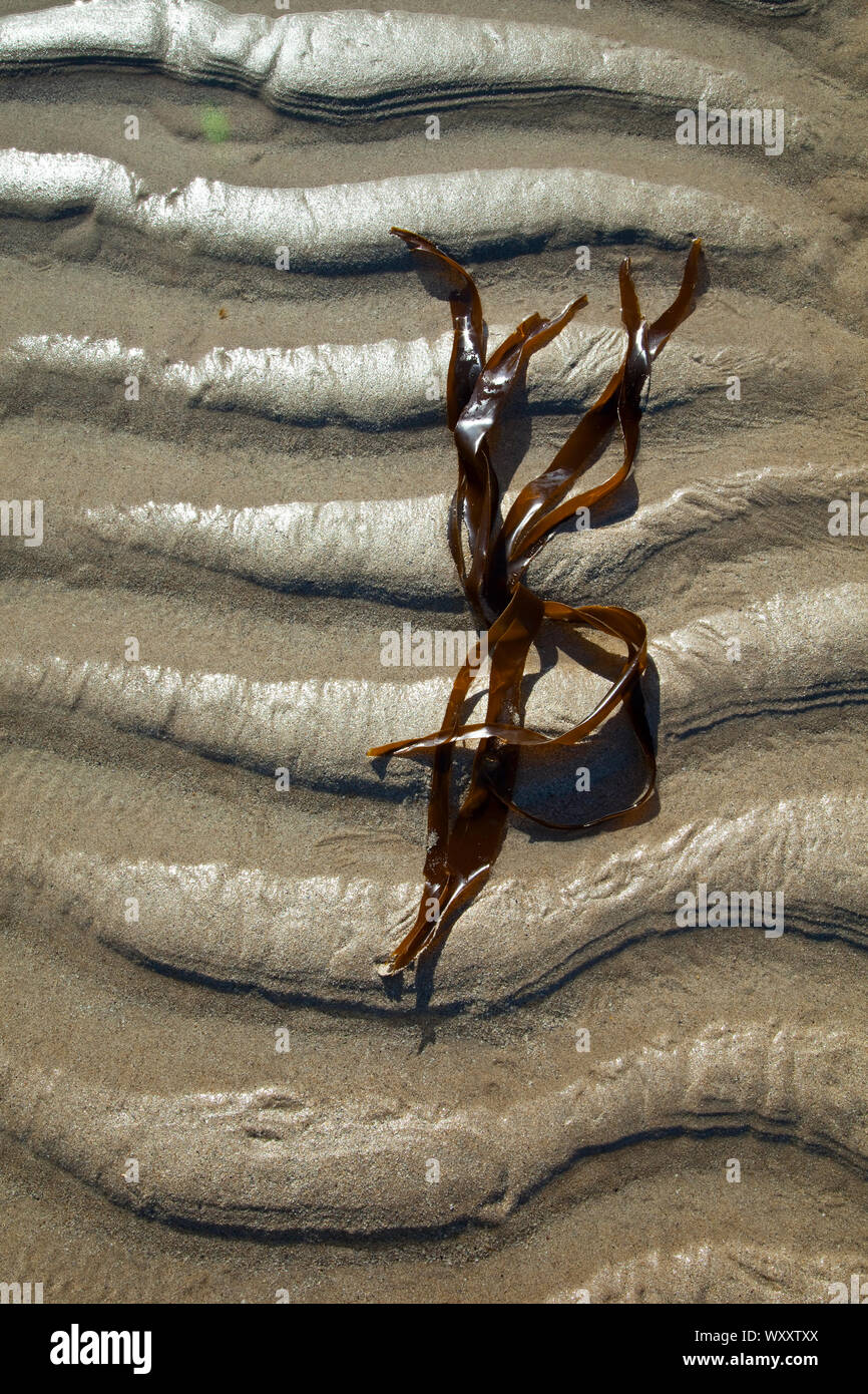 Tidal Patterns (Diseños de marea) Tràigh Uuige - Androil Beach. Lewis ...