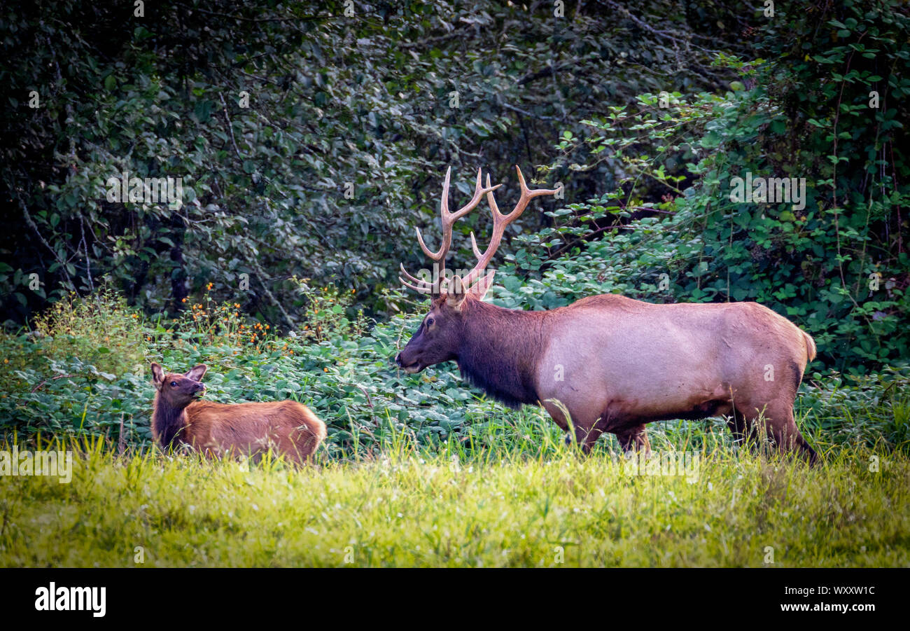 Elk bend hi-res stock photography and images - Alamy