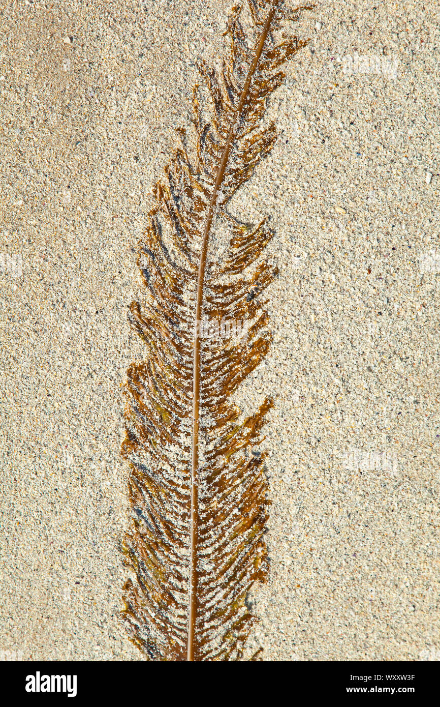 Tidal Patterns (Diseños de marea) Tràigh Uuige - Androil Beach. Lewis ...