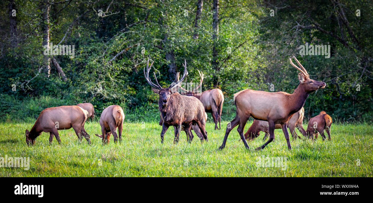 Bull Elk during rutting season, North Bend, Washington Stock Photo - Alamy