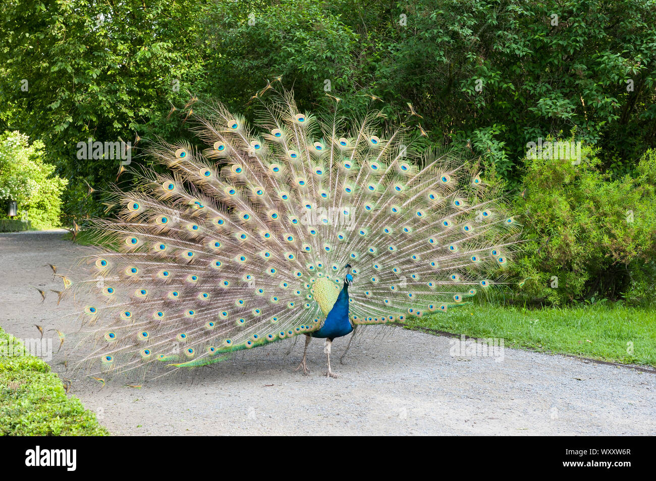 Indian peacock displaying its train Stock Photo - Alamy