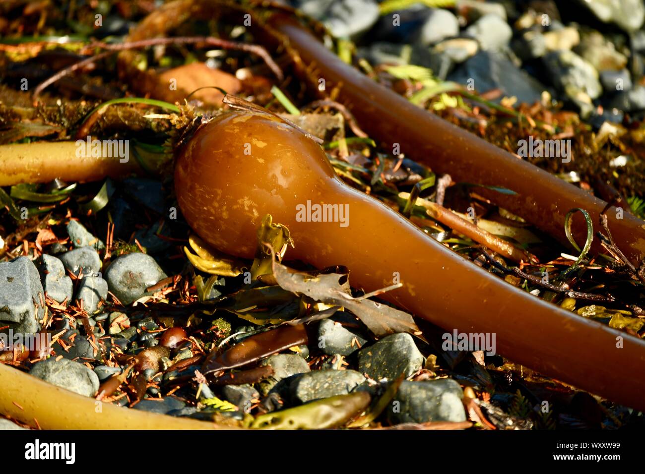 Mermaids bladder hi-res stock photography and images - Alamy