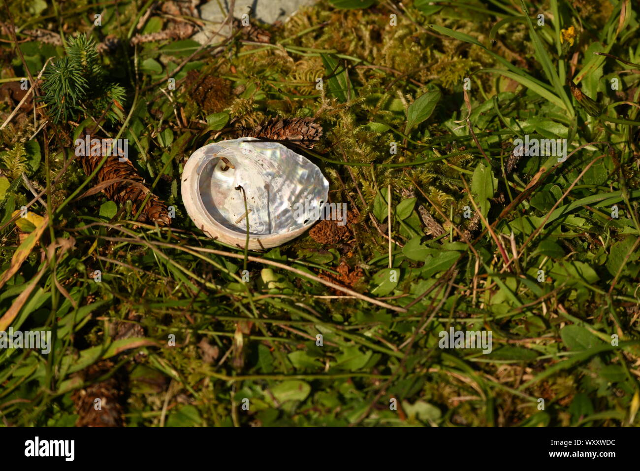 shell of a NORTHERN ABALONE on the North Pacific Coast Stock Photo - Alamy