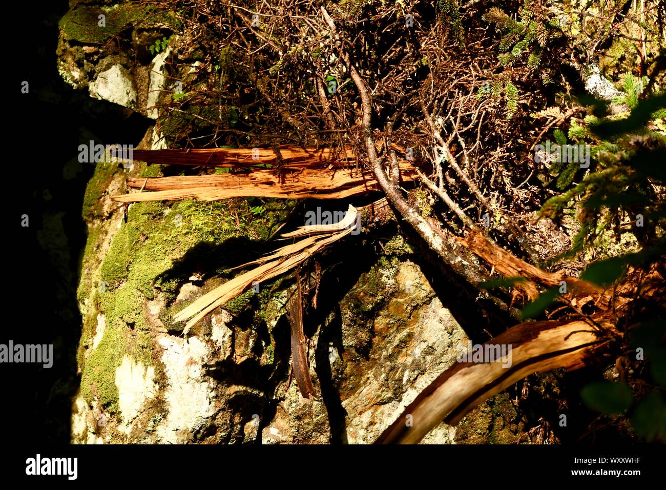 madrone log with moss in a spectacular rainforest in British Columbia ...