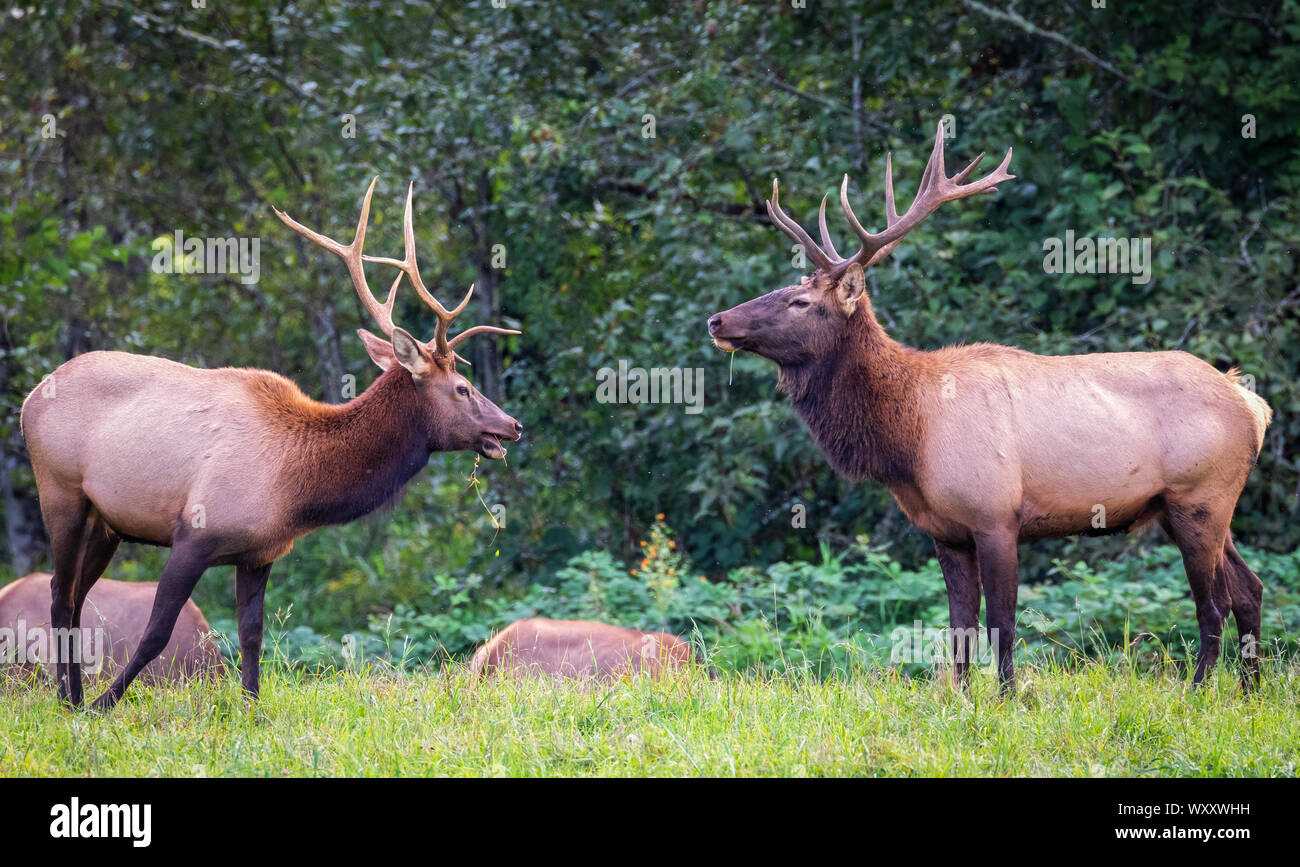 Two bull elk hi-res stock photography and images - Alamy