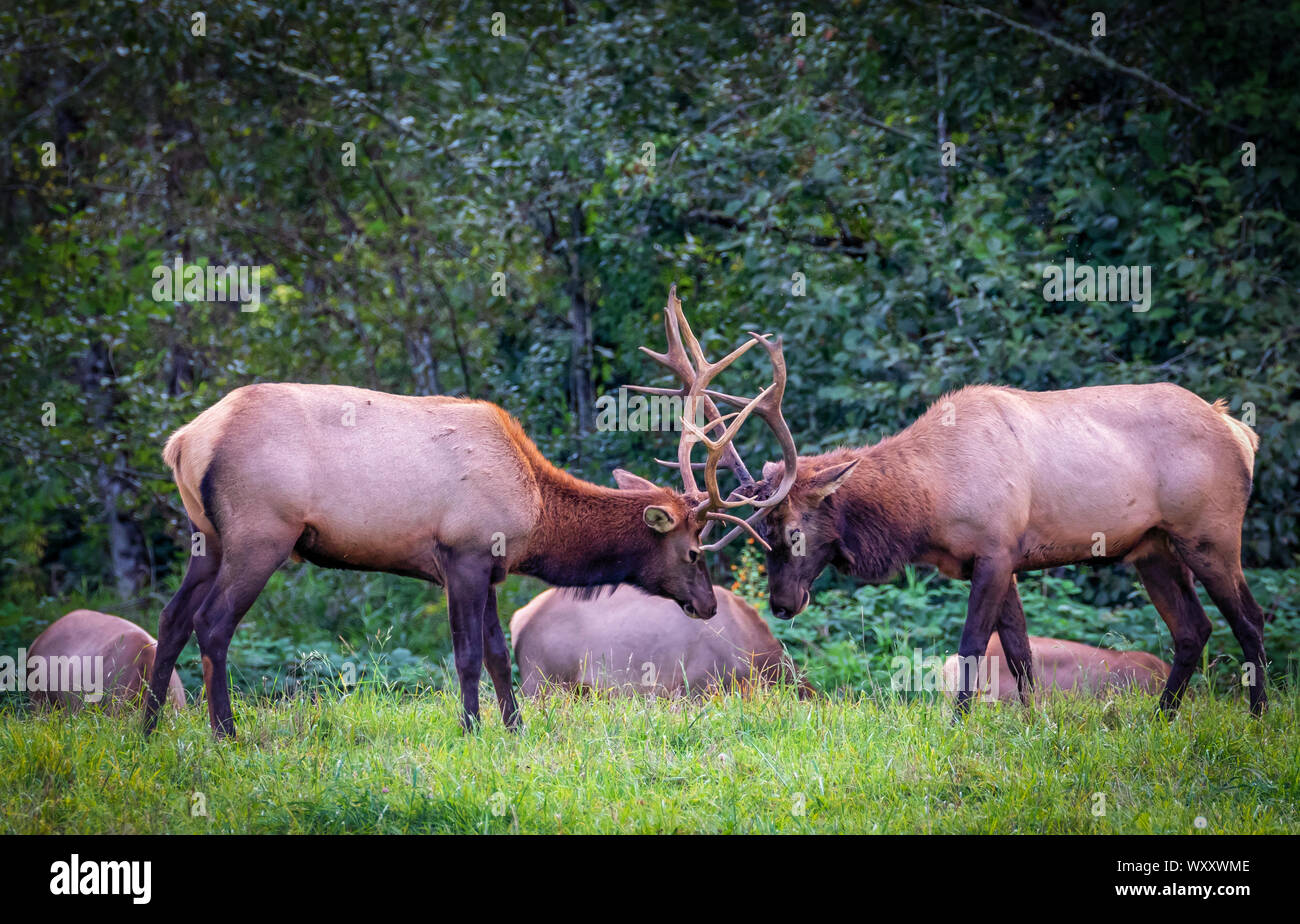 Practice fighting hi-res stock photography and images - Alamy
