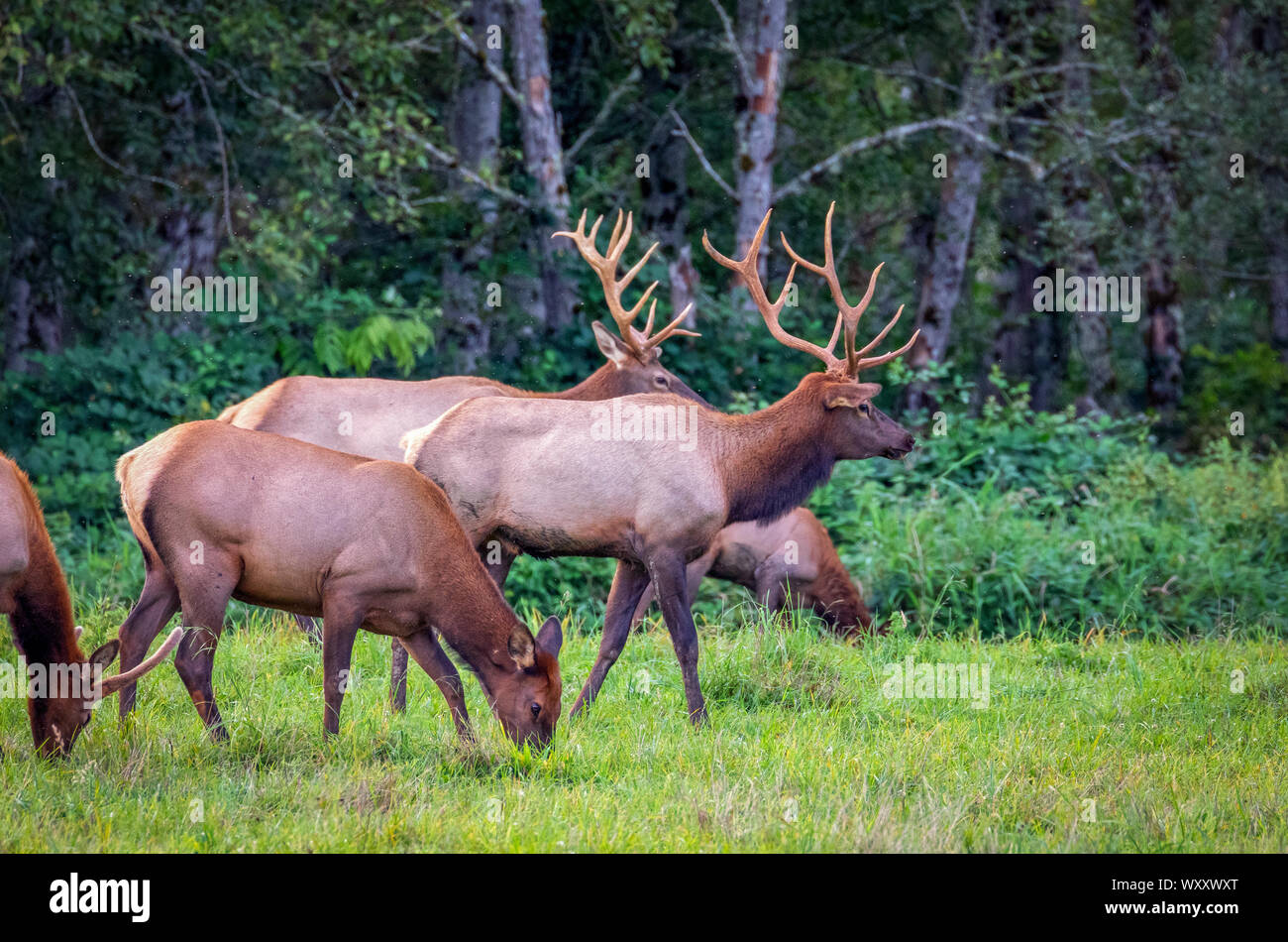 Elk in field bulls and cows, North Bend, Washington Stock Photo - Alamy