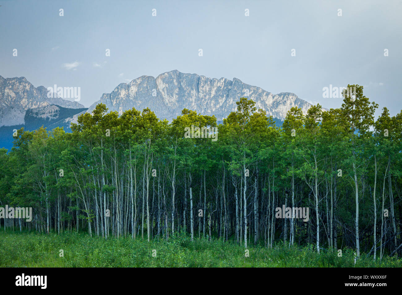 Stand of aspen hi-res stock photography and images - Alamy