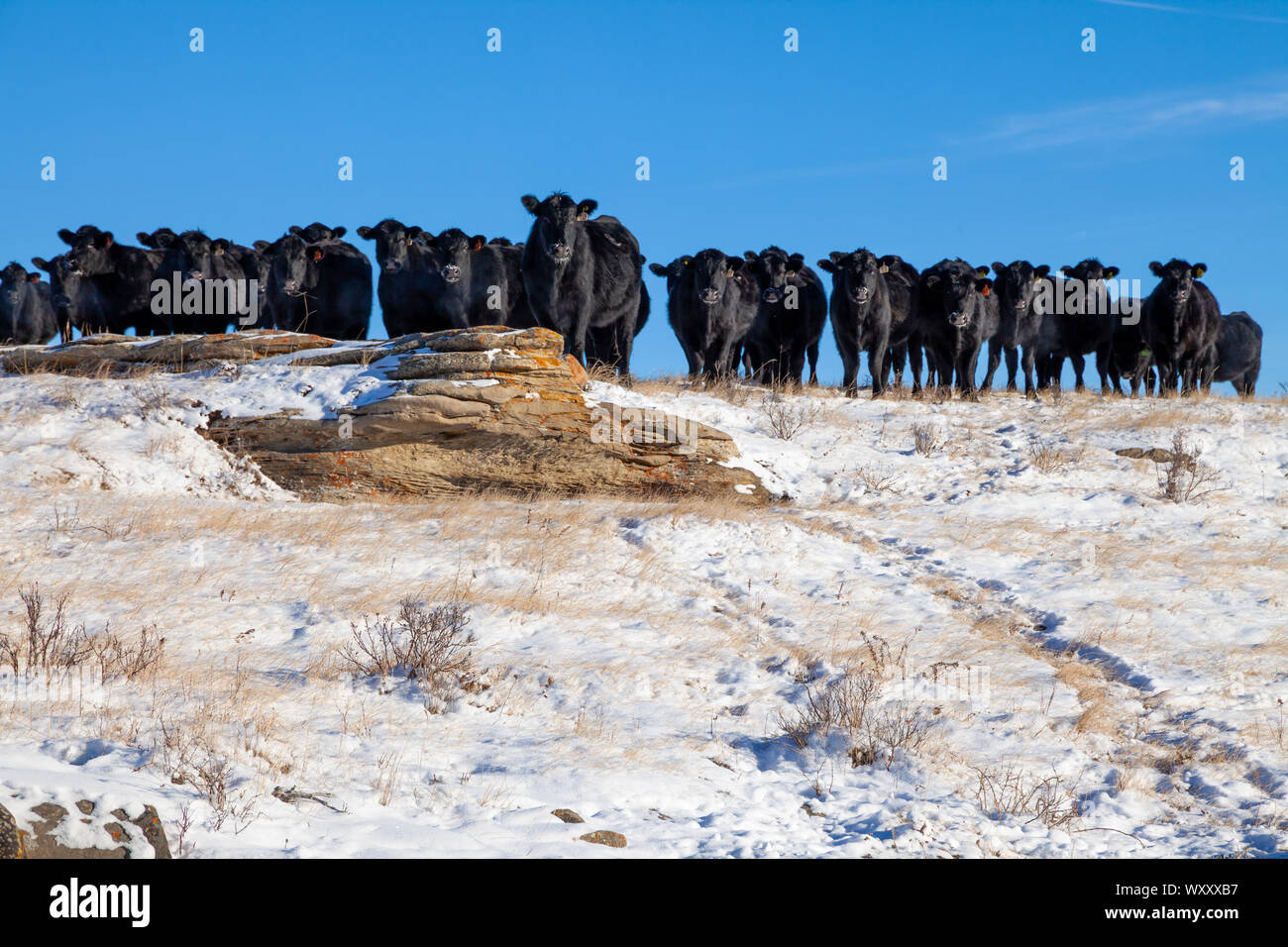 Southern alberta farming hi-res stock photography and images - Alamy