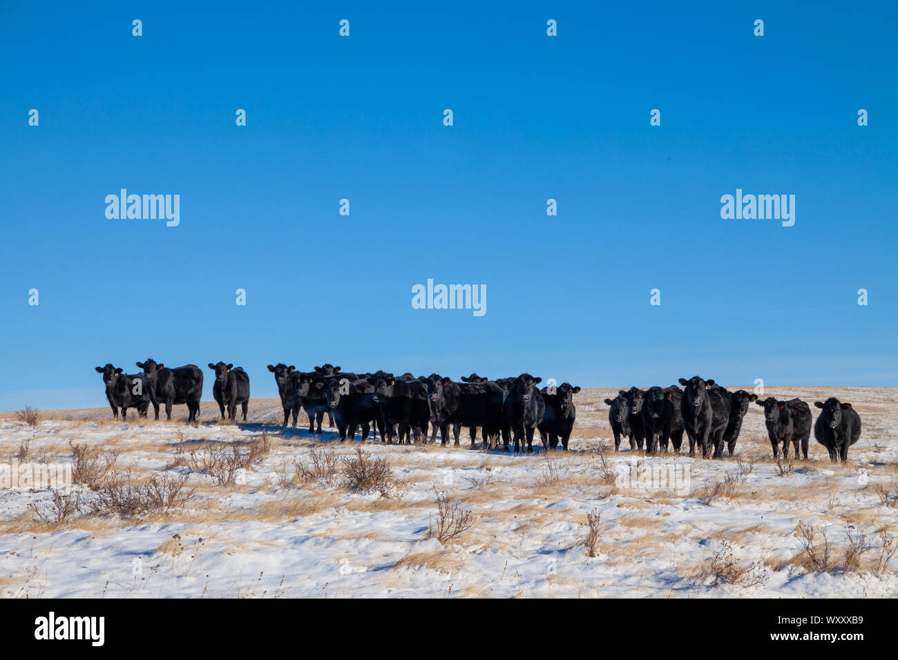 A heard of free range cattle on a ranch in southern Alberta, Canada ...