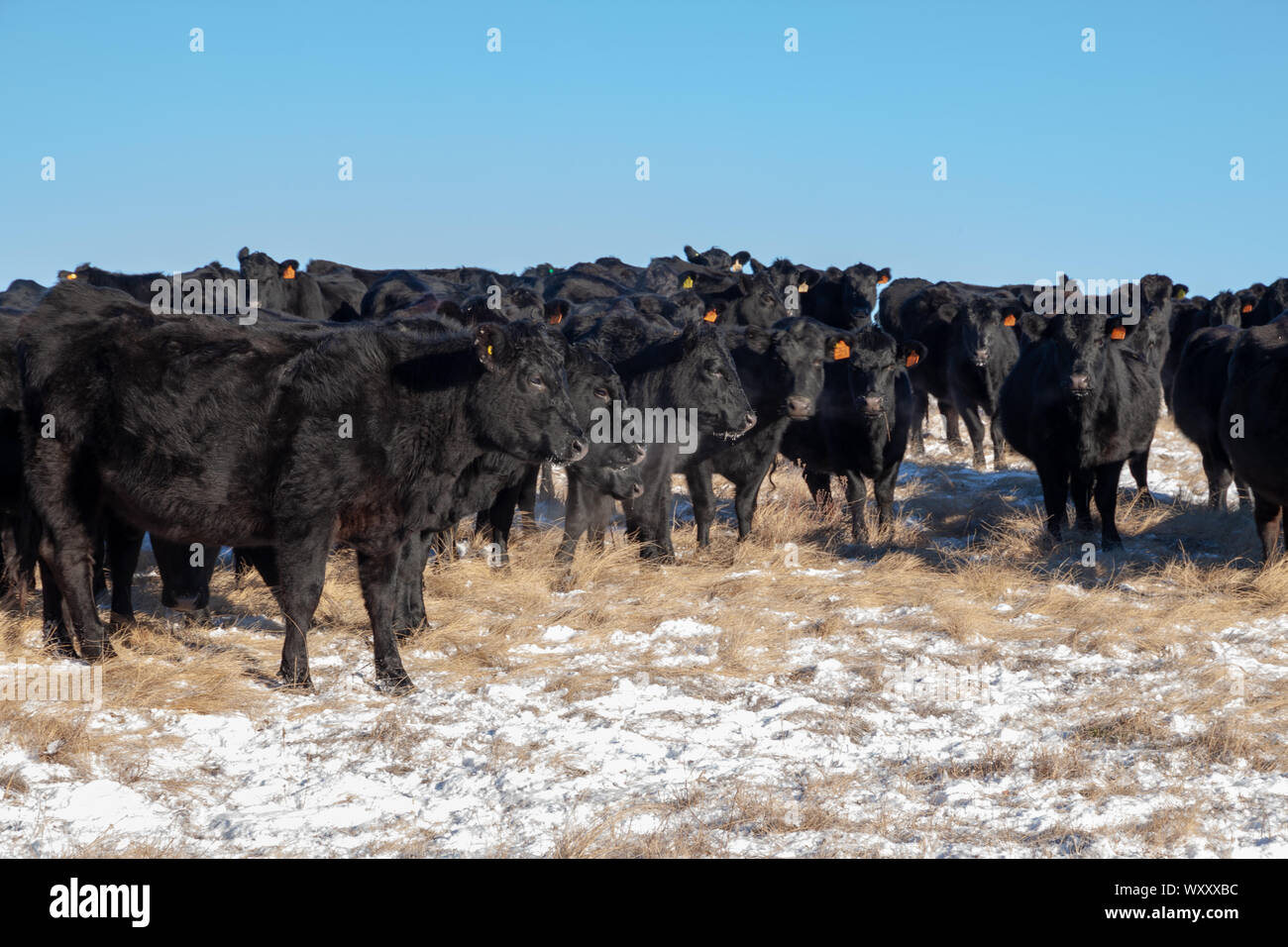 Cattle ranch southern alberta hi-res stock photography and images - Alamy