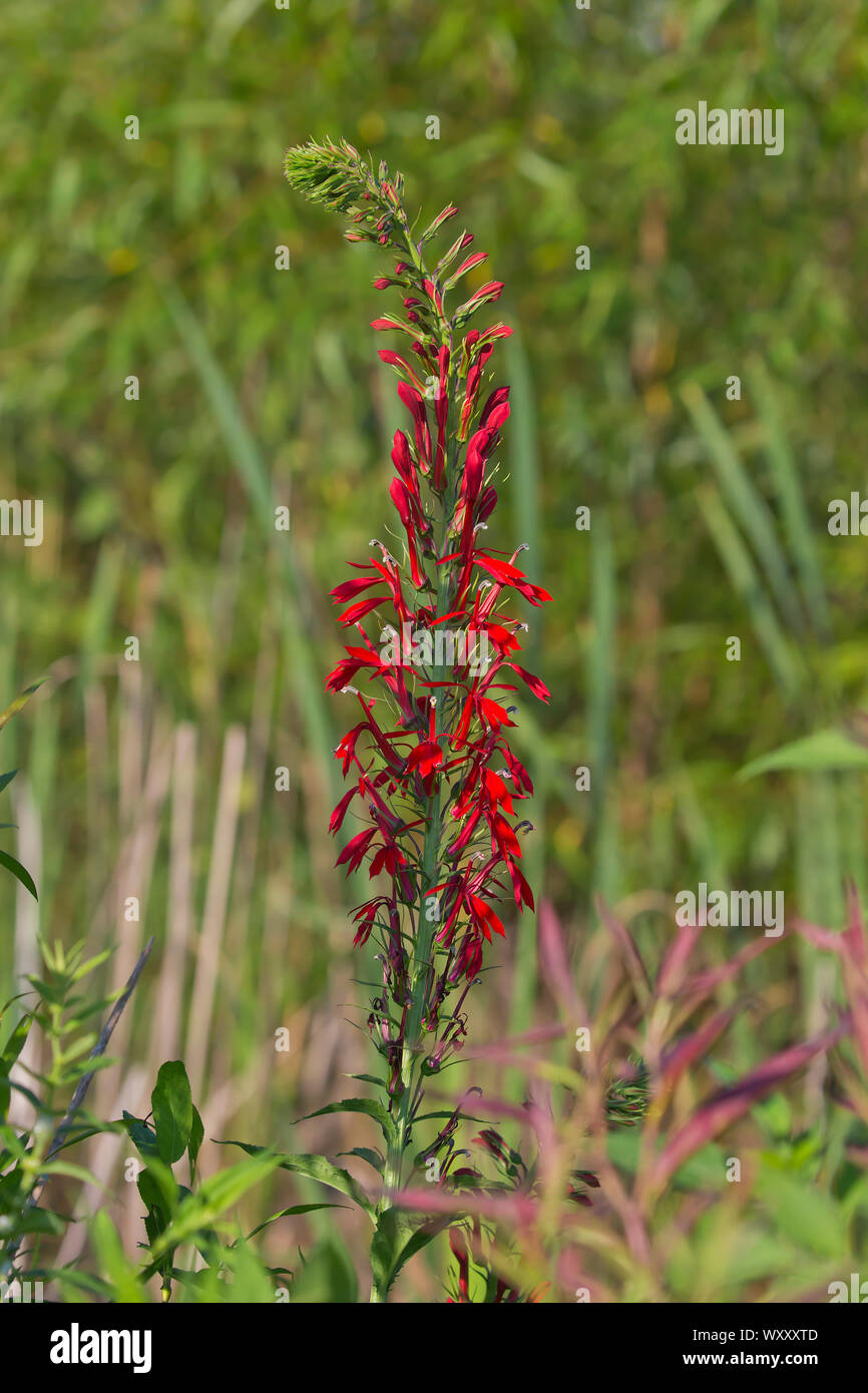 Cardinal Flower Lobelia Cardinalis High Resolution Stock Photography ...