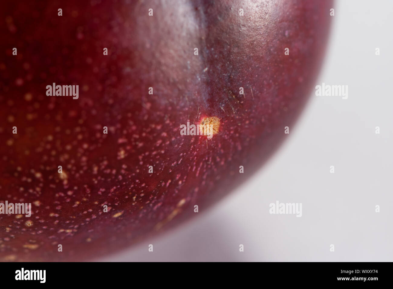 Fresh plum close up photography in white background Stock Photo - Alamy