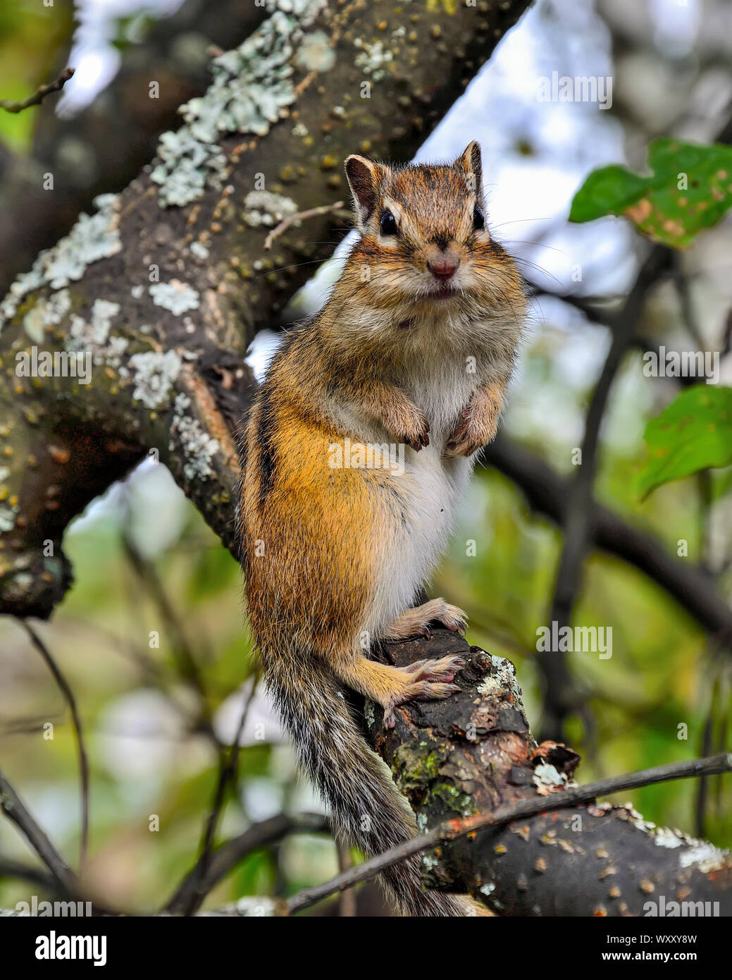Chipmunk looking camera hi-res stock photography and images - Alamy