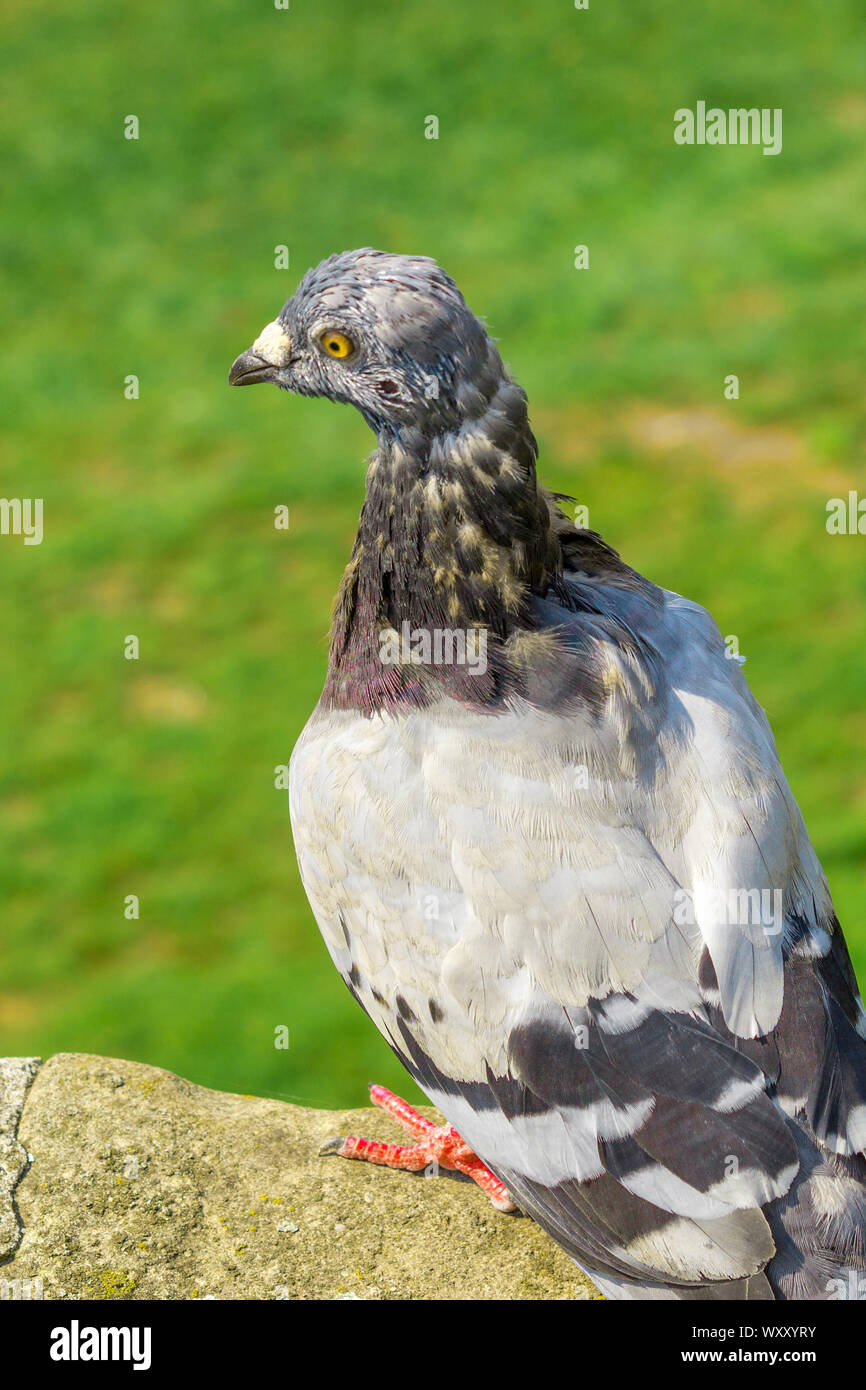 Pigeon view hi-res stock photography and images - Alamy