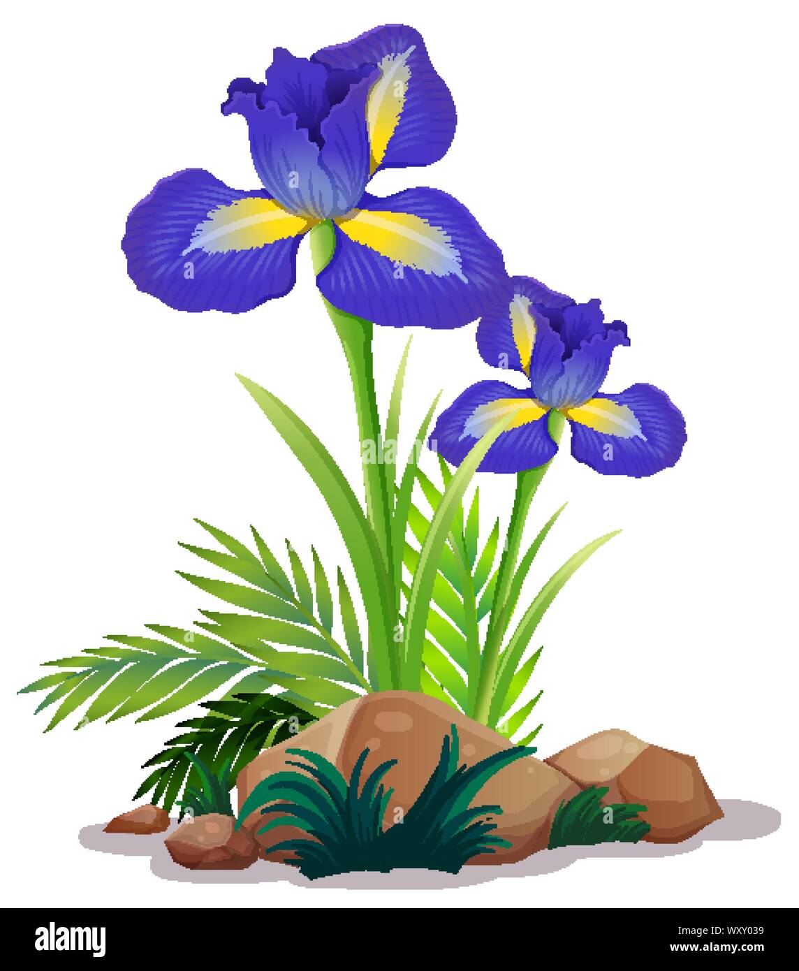 Iris flowers and rocks on white background illustration Stock Vector ...