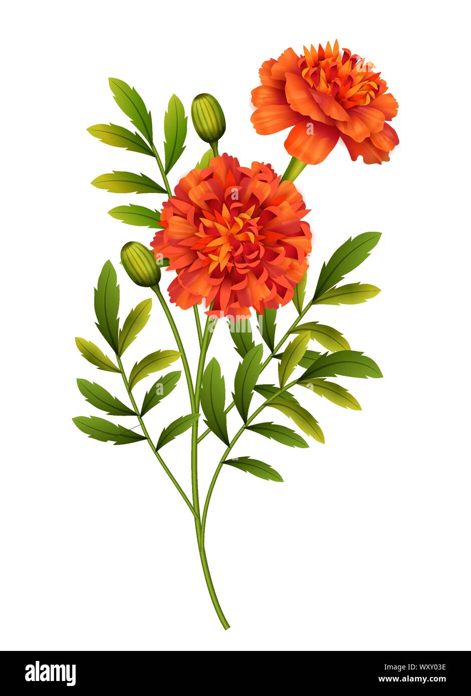 Marigold Flowers Vector Stock Vector Image & Art - Alamy